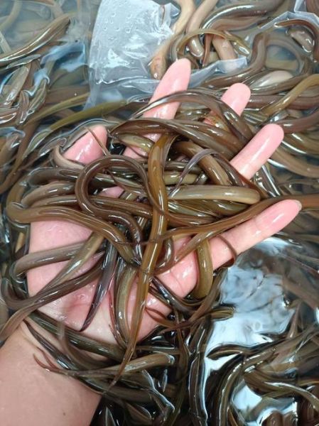 黄鳝苗价格多少钱一斤_黄鳝苗价格行情2024-第2张图片-山城妙识