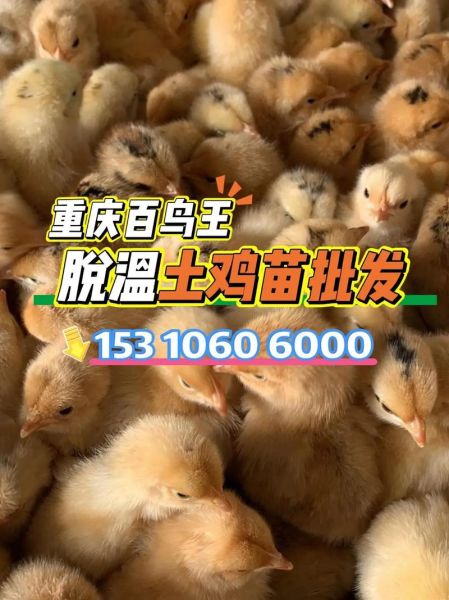 土鸡苗批发价格_土鸡苗批发哪里便宜-第3张图片-山城妙识 土鸡苗批发价格_土鸡苗批发哪里便宜-第3张图片-山城妙识