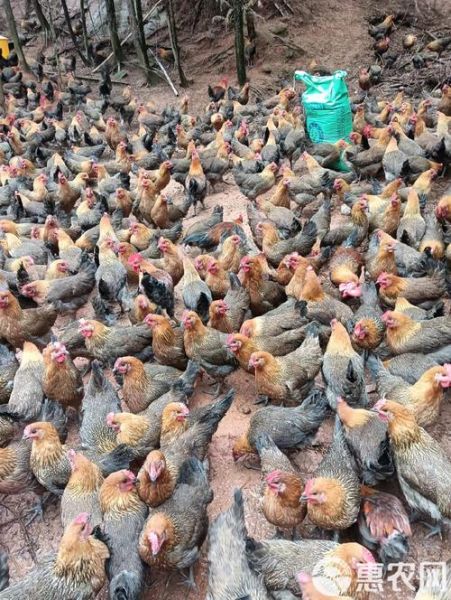 土鸡苗批发价格_土鸡苗批发哪里便宜-第2张图片-山城妙识 土鸡苗批发价格_土鸡苗批发哪里便宜-第2张图片-山城妙识