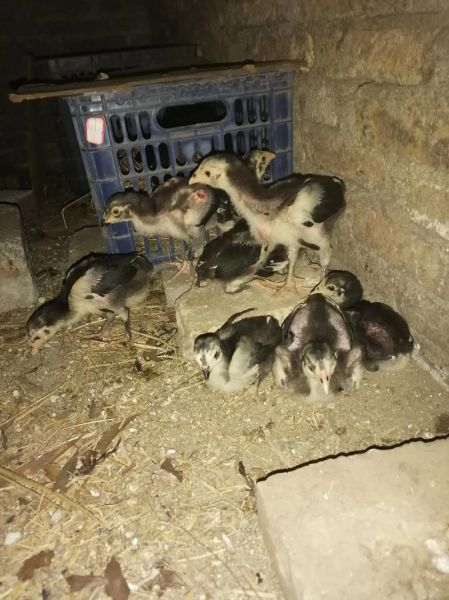 土鸡苗批发价格_土鸡苗批发哪里便宜-第1张图片-山城妙识 土鸡苗批发价格_土鸡苗批发哪里便宜-第1张图片-山城妙识