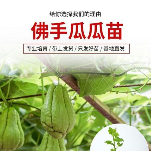 佛手瓜苗又叫龙须菜吗_佛手瓜苗和龙须菜区别-第3张图片-山城妙识 佛手瓜苗又叫龙须菜吗_佛手瓜苗和龙须菜区别-第3张图片-山城妙识