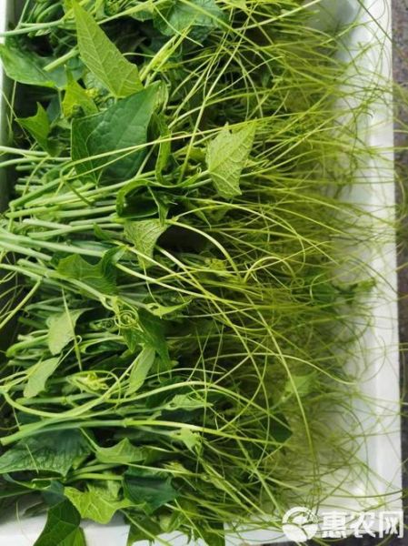 佛手瓜苗又叫龙须菜吗_佛手瓜苗和龙须菜区别-第1张图片-山城妙识 佛手瓜苗又叫龙须菜吗_佛手瓜苗和龙须菜区别-第1张图片-山城妙识