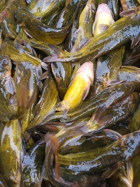 小红鱼是什么鱼_小红鱼能长多大-第2张图片-山城妙识