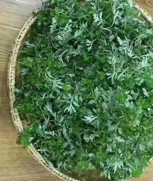 江西做清明果的草叫什么_清明果用什么草做-第3张图片-山城妙识