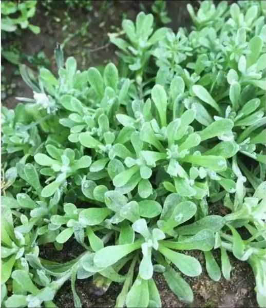 江西做清明果的草叫什么_清明果用什么草做-第2张图片-山城妙识