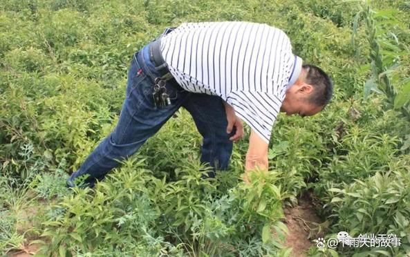 农村种植什么最赚钱_种植什么最赚钱农村-第1张图片-山城妙识