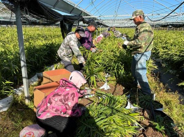 农村种植什么最赚钱_种植什么最赚钱农村-第3张图片-山城妙识