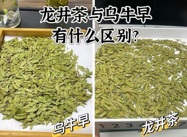 正宗乌龙茶多少钱一斤_如何辨别真假-第3张图片-山城妙识