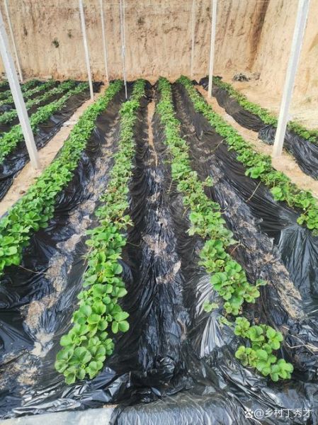 农村种植什么最赚钱_种植什么最赚钱农村-第2张图片-山城妙识