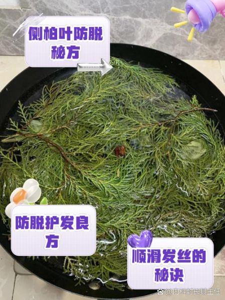 侧柏叶洗头有什么好处_侧柏叶洗头多久见效-第1张图片-山城妙识 侧柏叶洗头有什么好处_侧柏叶洗头多久见效-第1张图片-山城妙识