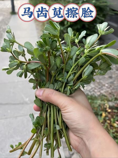 马齿苋治疗皮肤病有效吗_马齿苋能治哪些皮肤病-第2张图片-山城妙识
