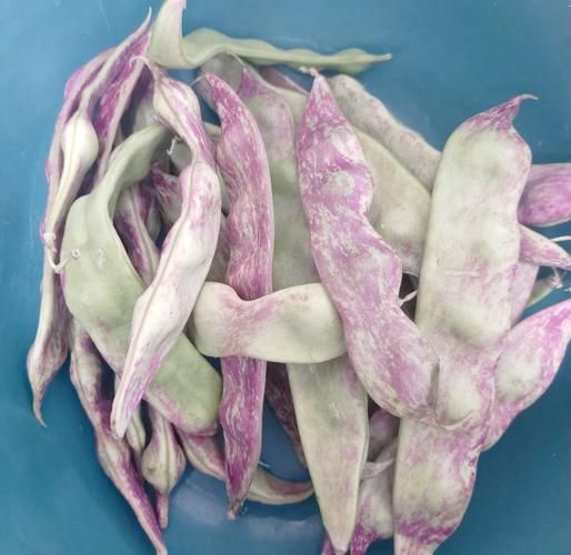 豆角没熟有毒吗_中毒症状多久出现-第3张图片-山城妙识 豆角没熟有毒吗_中毒症状多久出现-第3张图片-山城妙识