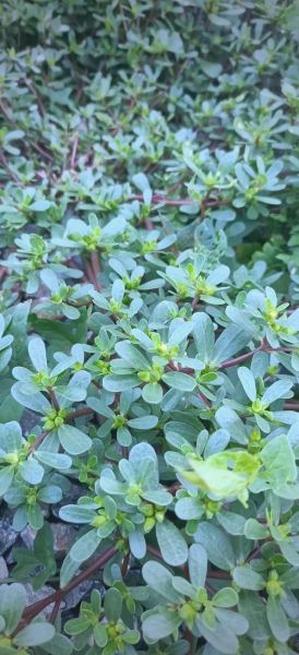 马齿苋治疗皮肤病有效吗_马齿苋能治哪些皮肤病-第3张图片-山城妙识