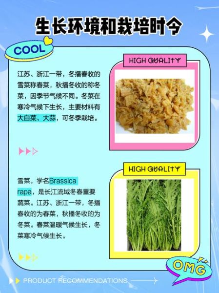 雪菜是什么菜_雪菜和梅干菜的区别-第3张图片-山城妙识