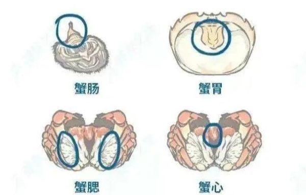螃蟹哪些部位不能吃_图解详解-第3张图片-山城妙识 螃蟹哪些部位不能吃_图解详解-第3张图片-山城妙识