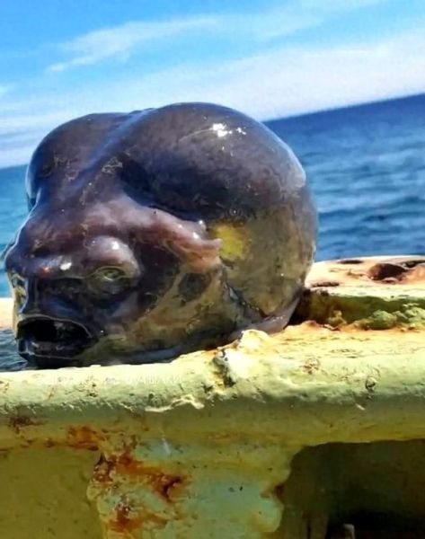 深海十大恐怖生物有哪些_它们真的吃人吗-第3张图片-山城妙识