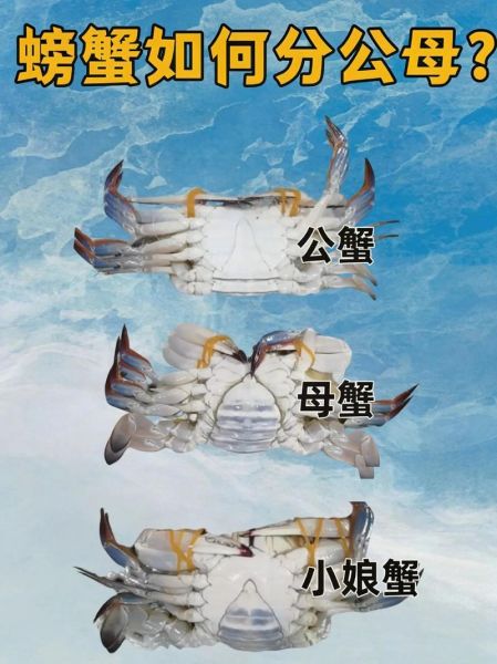 公螃蟹和母螃蟹哪个好吃_怎么区分公母蟹-第1张图片-山城妙识