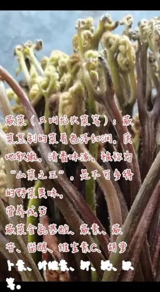 野生蕨菜图片_如何识别可食用品种-第1张图片-山城妙识 野生蕨菜图片_如何识别可食用品种-第1张图片-山城妙识
