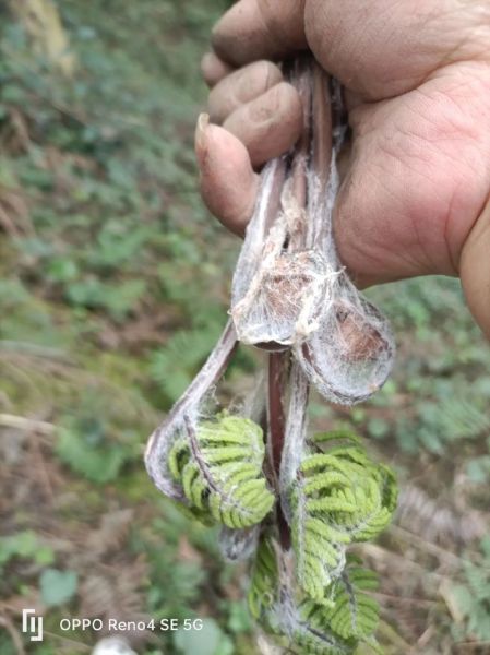 野生蕨菜图片_如何识别可食用品种-第2张图片-山城妙识 野生蕨菜图片_如何识别可食用品种-第2张图片-山城妙识