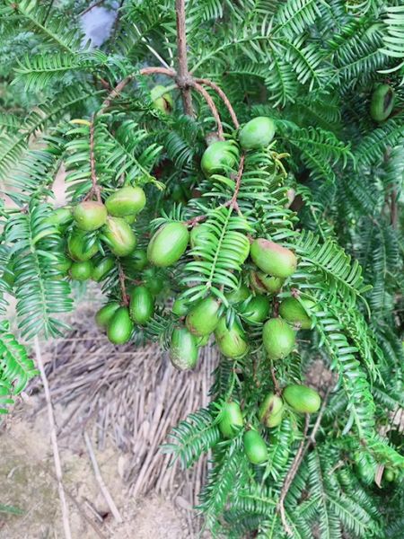 香榧树苗多少钱一棵_香榧苗价格行情-第3张图片-山城妙识
