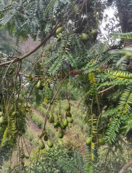 香榧树苗多少钱一棵_香榧苗价格行情-第1张图片-山城妙识
