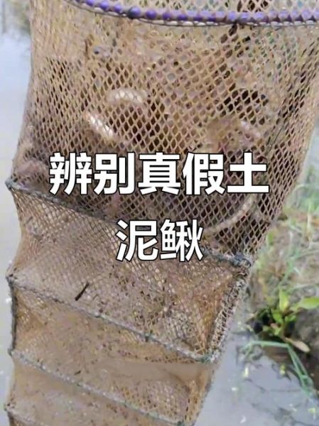 泥鳅养殖技术是骗局吗_泥鳅养殖骗局揭秘-第1张图片-山城妙识 泥鳅养殖技术是骗局吗_泥鳅养殖骗局揭秘-第1张图片-山城妙识