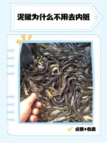 泥鳅养殖技术是骗局吗_泥鳅养殖骗局揭秘-第3张图片-山城妙识 泥鳅养殖技术是骗局吗_泥鳅养殖骗局揭秘-第3张图片-山城妙识