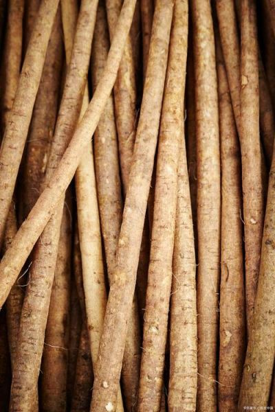 牛蒡根长什么样_牛蒡根图片特征-第1张图片-山城妙识