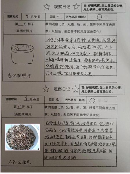 种蒜苗观察日记怎么写_蒜苗几天能发芽-第2张图片-山城妙识 种蒜苗观察日记怎么写_蒜苗几天能发芽-第2张图片-山城妙识