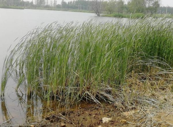 蒲笋是蒲草的什么部位_蒲笋和蒲菜区别在哪-第1张图片-山城妙识 蒲笋是蒲草的什么部位_蒲笋和蒲菜区别在哪-第1张图片-山城妙识