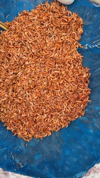 虾米是什么意思_虾米是什么东西-第3张图片-山城妙识