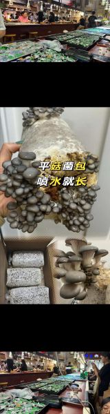 平菇栽培技术要点_平菇出菇管理常见问题-第3张图片-山城妙识