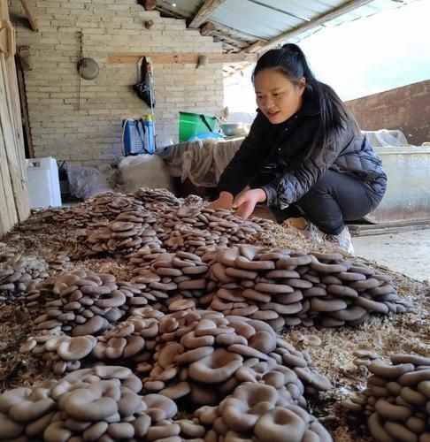 平菇栽培技术要点_平菇出菇管理常见问题-第1张图片-山城妙识