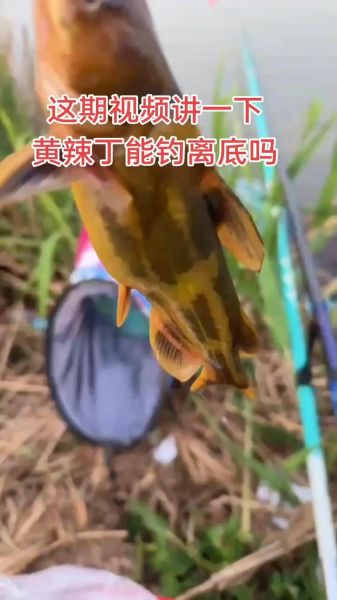 怎么钓黄辣丁最快_黄辣丁钓法技巧-第1张图片-山城妙识