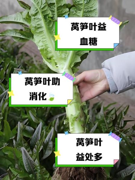 莴笋叶不焯水能吃吗_莴笋叶生吃安全吗-第1张图片-山城妙识