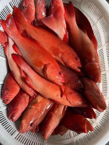 东星斑多少钱一斤2020_东星斑价格为什么贵-第2张图片-山城妙识