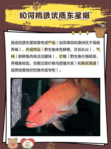 东星斑多少钱一斤2020_东星斑价格为什么贵-第3张图片-山城妙识