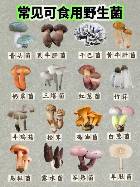 常见可食用蘑菇有哪些_如何区分有毒与无毒蘑菇-第3张图片-山城妙识