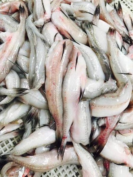 豆腐鱼多少钱一斤_豆腐鱼价格行情-第3张图片-山城妙识 豆腐鱼多少钱一斤_豆腐鱼价格行情-第3张图片-山城妙识