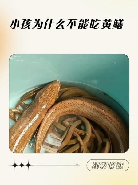 哪些人不宜吃黄鳝_黄鳝禁忌人群有哪些-第3张图片-山城妙识