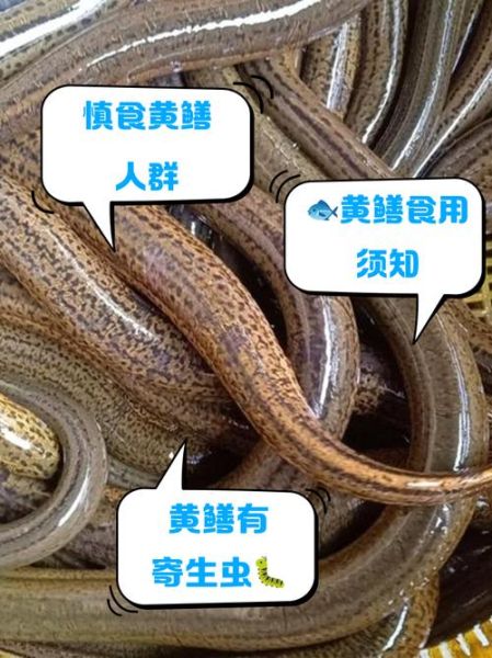 哪些人不宜吃黄鳝_黄鳝禁忌人群有哪些-第1张图片-山城妙识