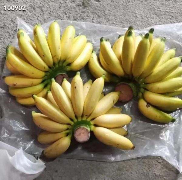 皇帝蕉多少钱一斤_皇帝蕉价格行情-第1张图片-山城妙识 皇帝蕉多少钱一斤_皇帝蕉价格行情-第1张图片-山城妙识