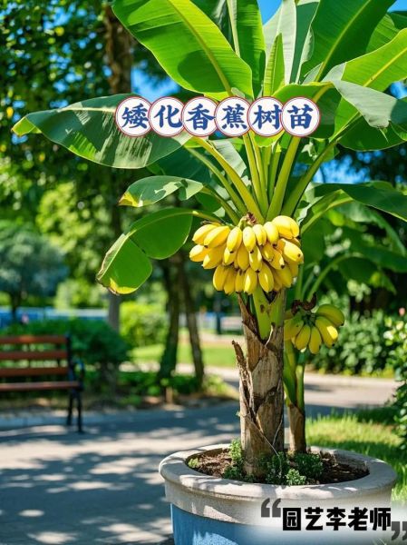 皇帝蕉多少钱一斤_皇帝蕉价格行情-第3张图片-山城妙识 皇帝蕉多少钱一斤_皇帝蕉价格行情-第3张图片-山城妙识