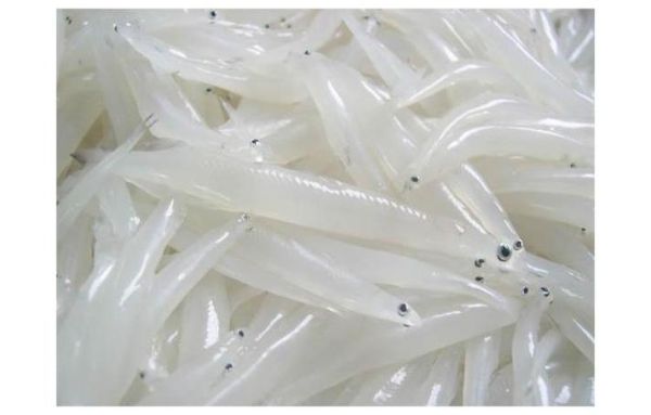 巢湖银鱼图片_如何辨别真假巢湖银鱼-第1张图片-山城妙识 巢湖银鱼图片_如何辨别真假巢湖银鱼-第1张图片-山城妙识