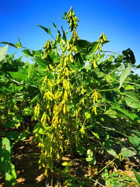 大豆图片素材哪里找_如何挑选高清无版权图-第1张图片-山城妙识