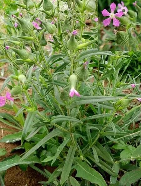 面条菜和麦瓶草区别_面条菜怎么做好吃-第2张图片-山城妙识 面条菜和麦瓶草区别_面条菜怎么做好吃-第2张图片-山城妙识