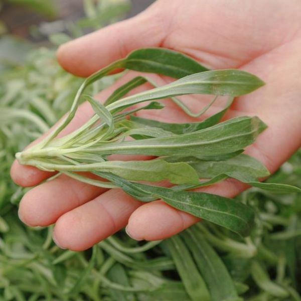 面条菜和麦瓶草区别_面条菜怎么做好吃-第1张图片-山城妙识 面条菜和麦瓶草区别_面条菜怎么做好吃-第1张图片-山城妙识