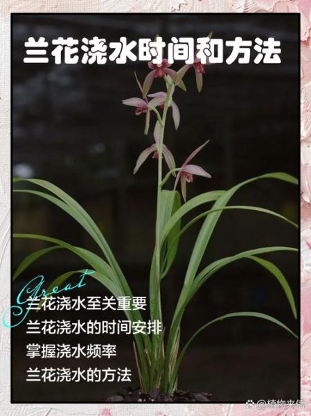 兰花怎么养_兰花多久浇一次水-第2张图片-山城妙识