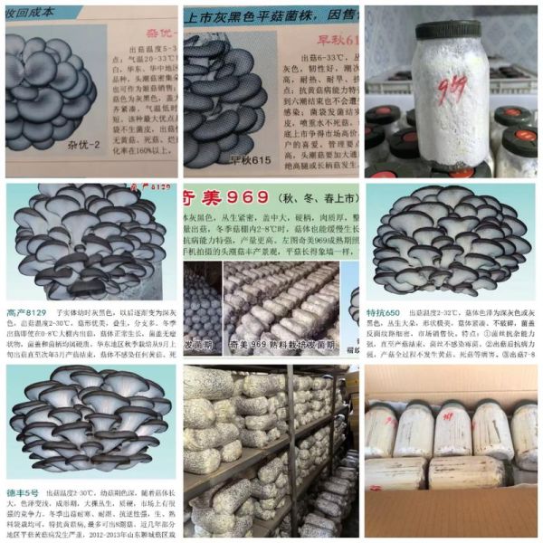 平菇栽培料怎么配_平菇培养料配方比例-第1张图片-山城妙识
