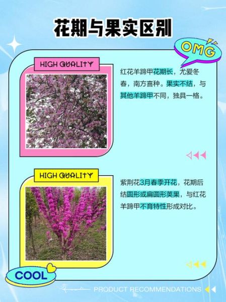 羊蹄甲树怎么种_羊蹄甲树和紫荆花的区别-第1张图片-山城妙识